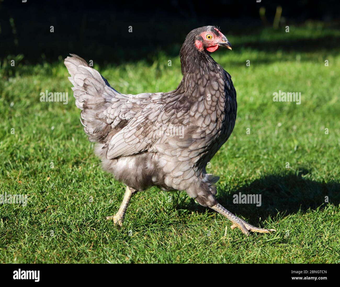 Chicken in outdoor on grass, Farm Stock Photo - Alamy