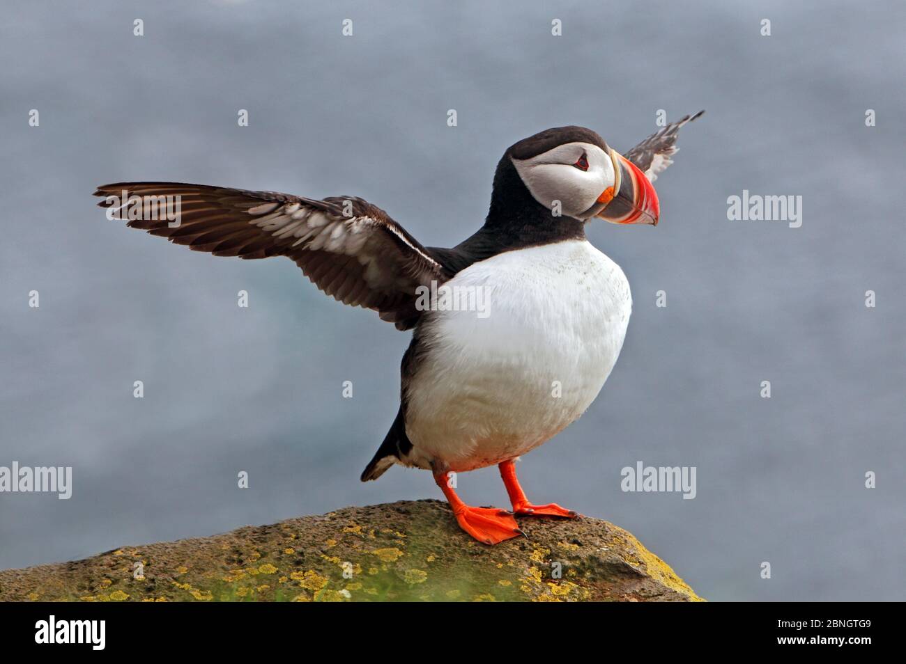 Bird puffin hi-res stock photography and images - Alamy
