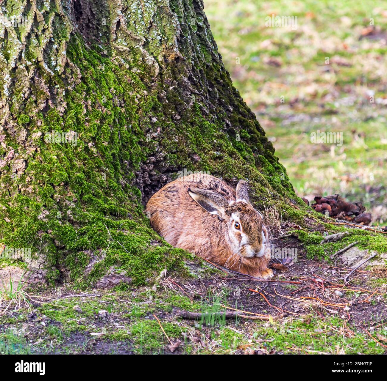 Cute rabbit sitting on tree, hide in tree root Stock Photo - Alamy
