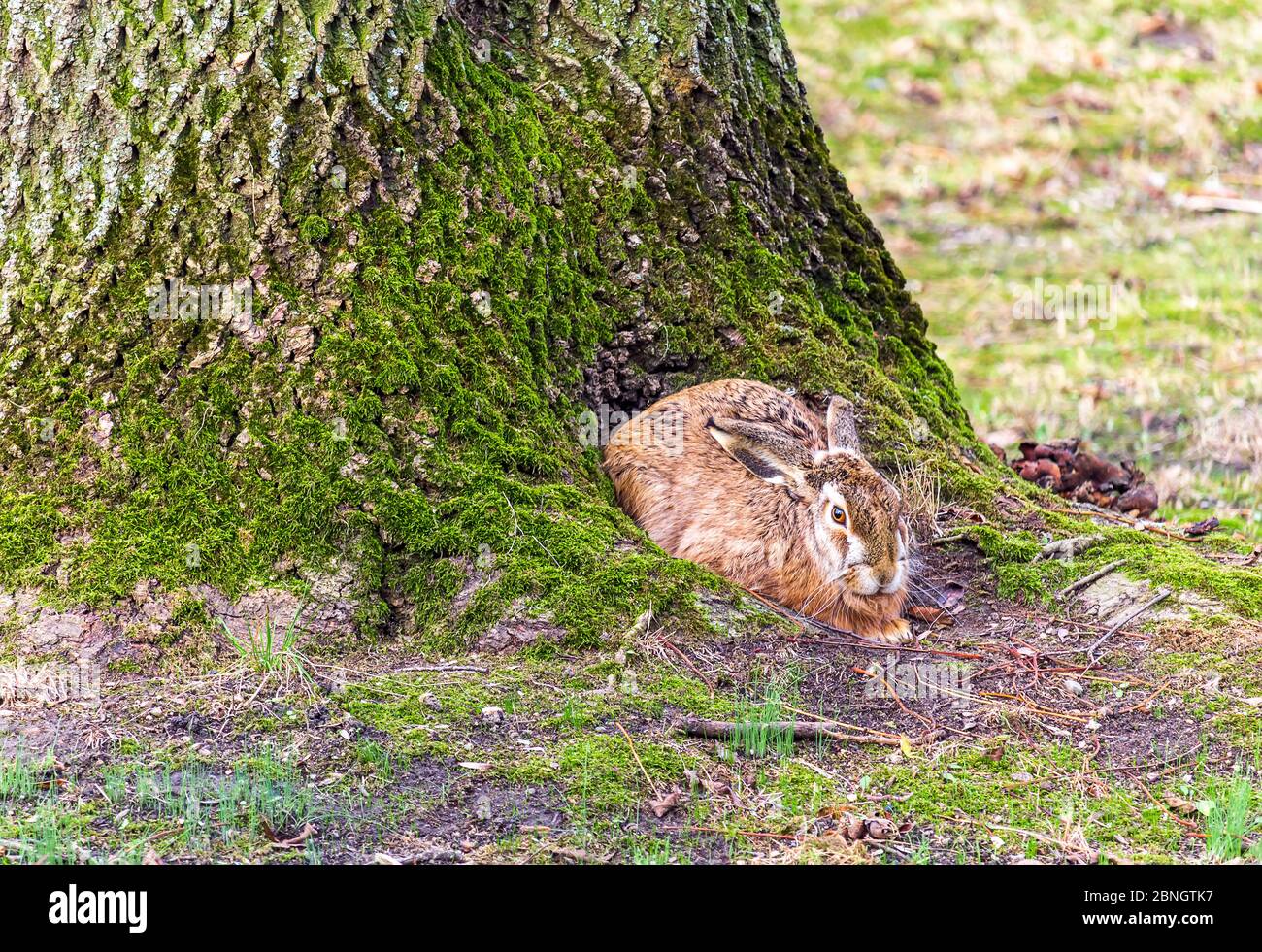 Cute rabbit sitting in tree, hide in tree root Stock Photo - Alamy