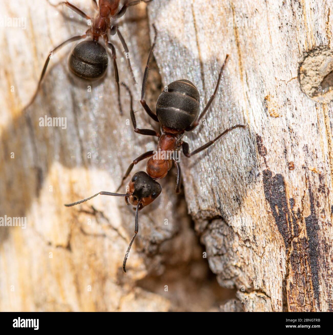 Ants close up hi-res stock photography and images - Alamy