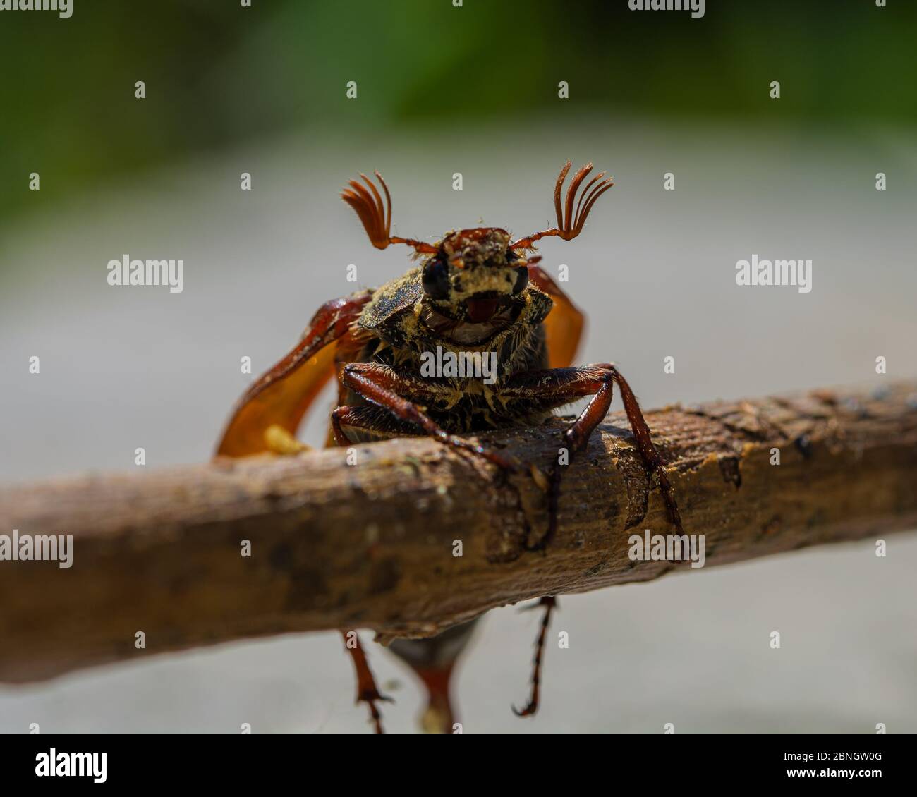 Melolontha stigma hi-res stock photography and images - Alamy