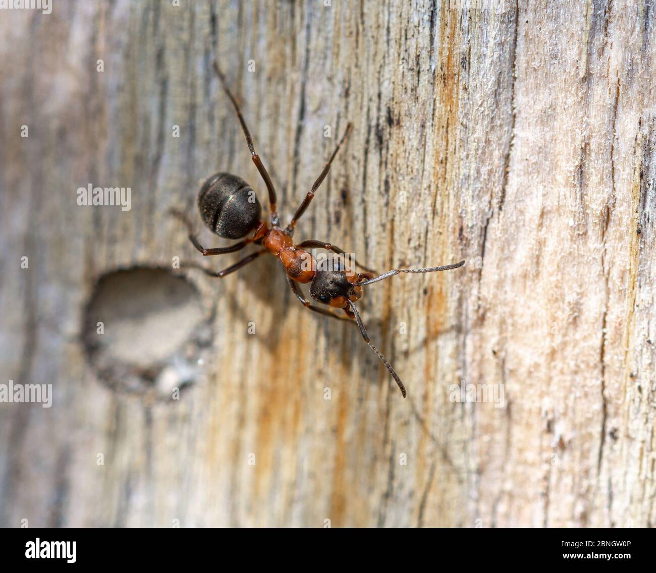 Micro environment hi-res stock photography and images - Alamy