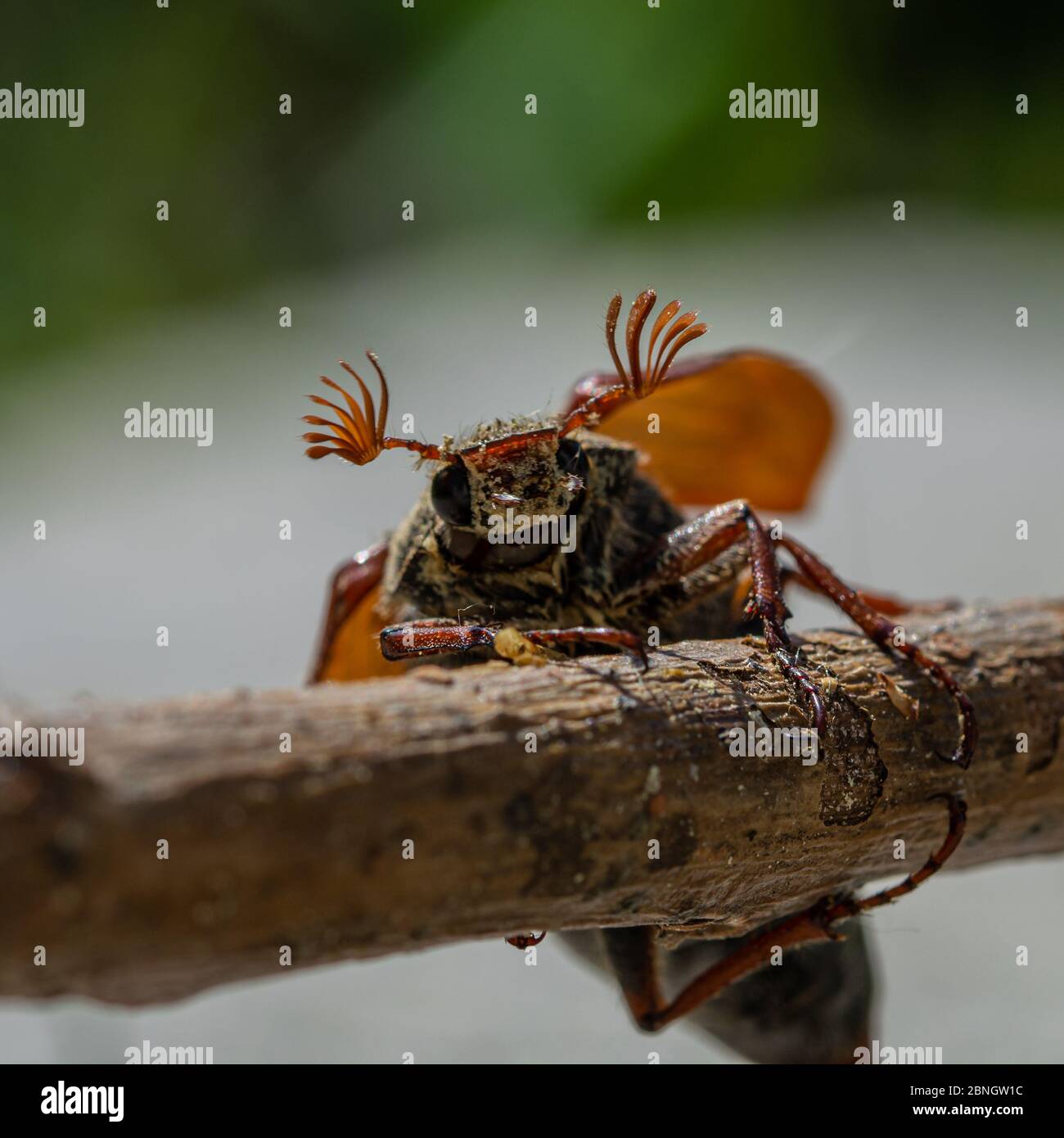 Melolontha stigma hi-res stock photography and images - Alamy