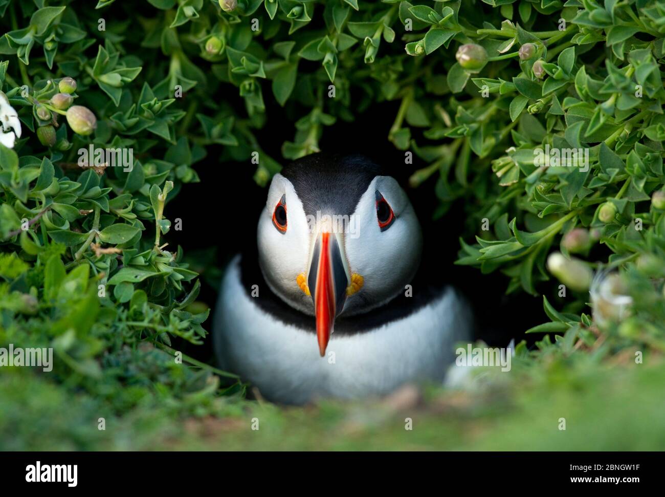 Uk common chamber hi-res stock photography and images - Alamy