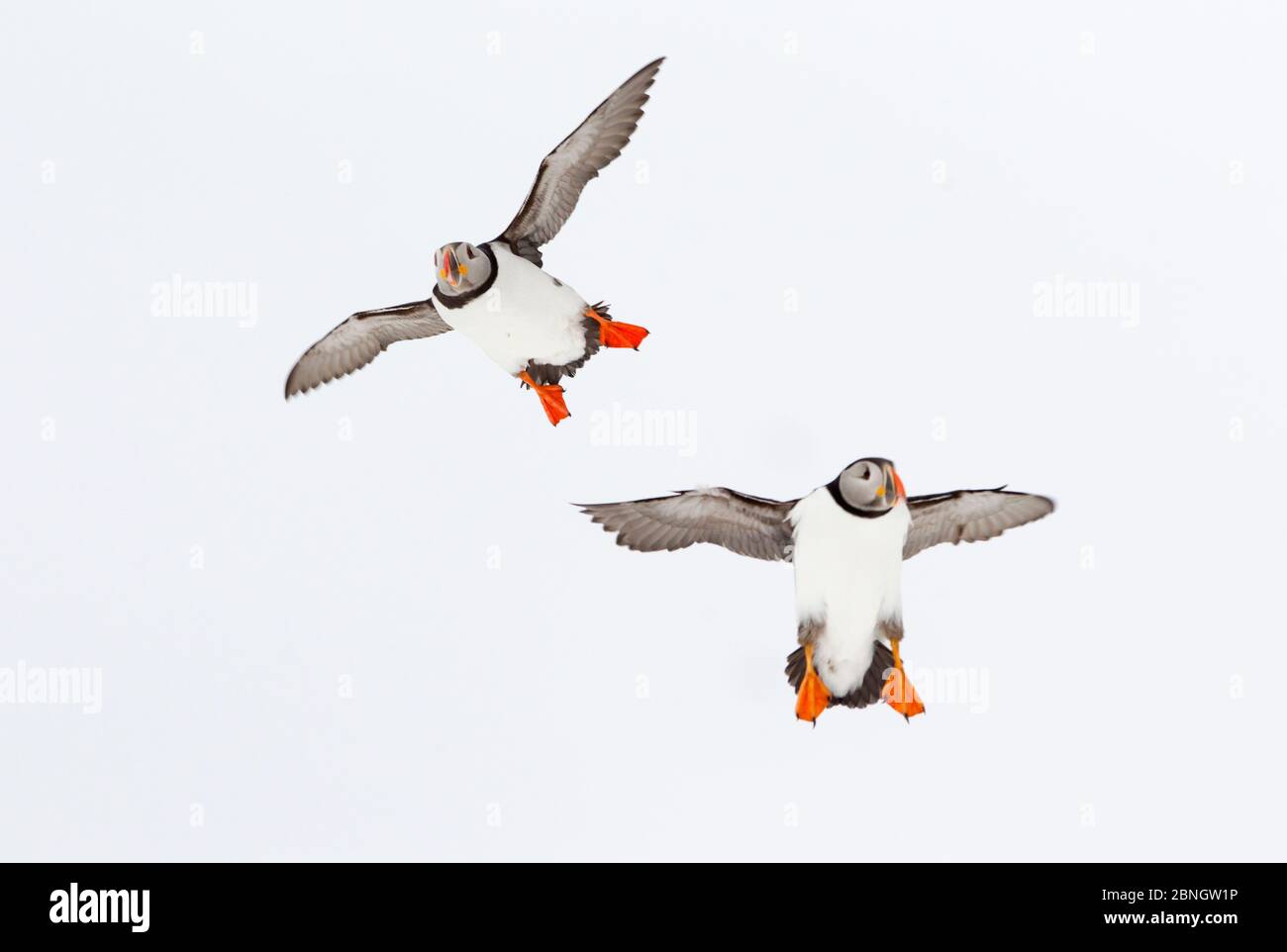 Two puffins snow hi-res stock photography and images - Alamy