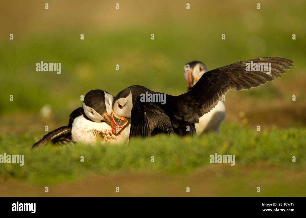 Male puffin hi-res stock photography and images - Alamy