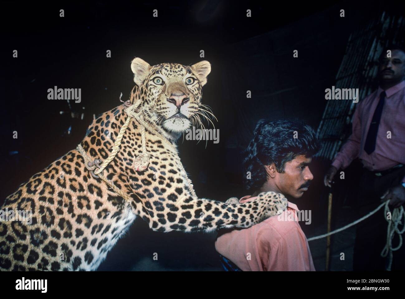 Big cat tamer with Leopard (Panthera pardus) Great Royal Circus, Bombay ...