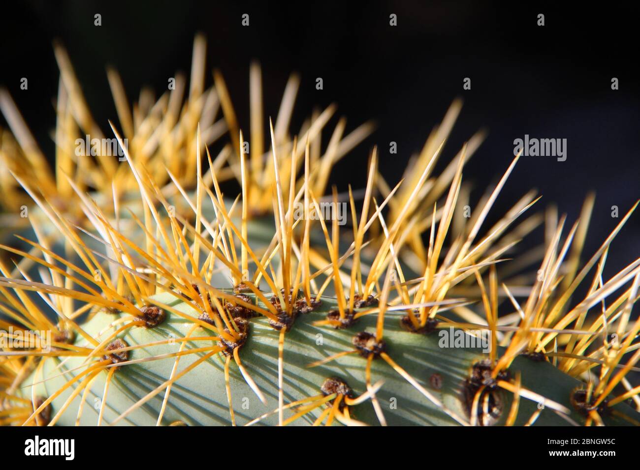 Closeup shot of an amazing exotic plant leaf with sharp thorns Stock ...