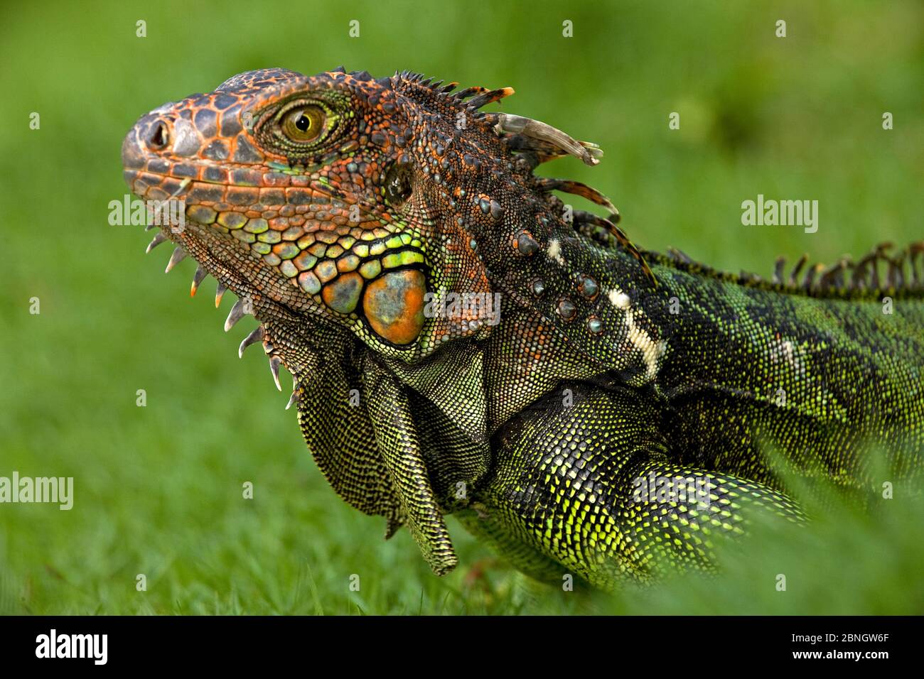 Iguana side profile hi-res stock photography and images - Alamy