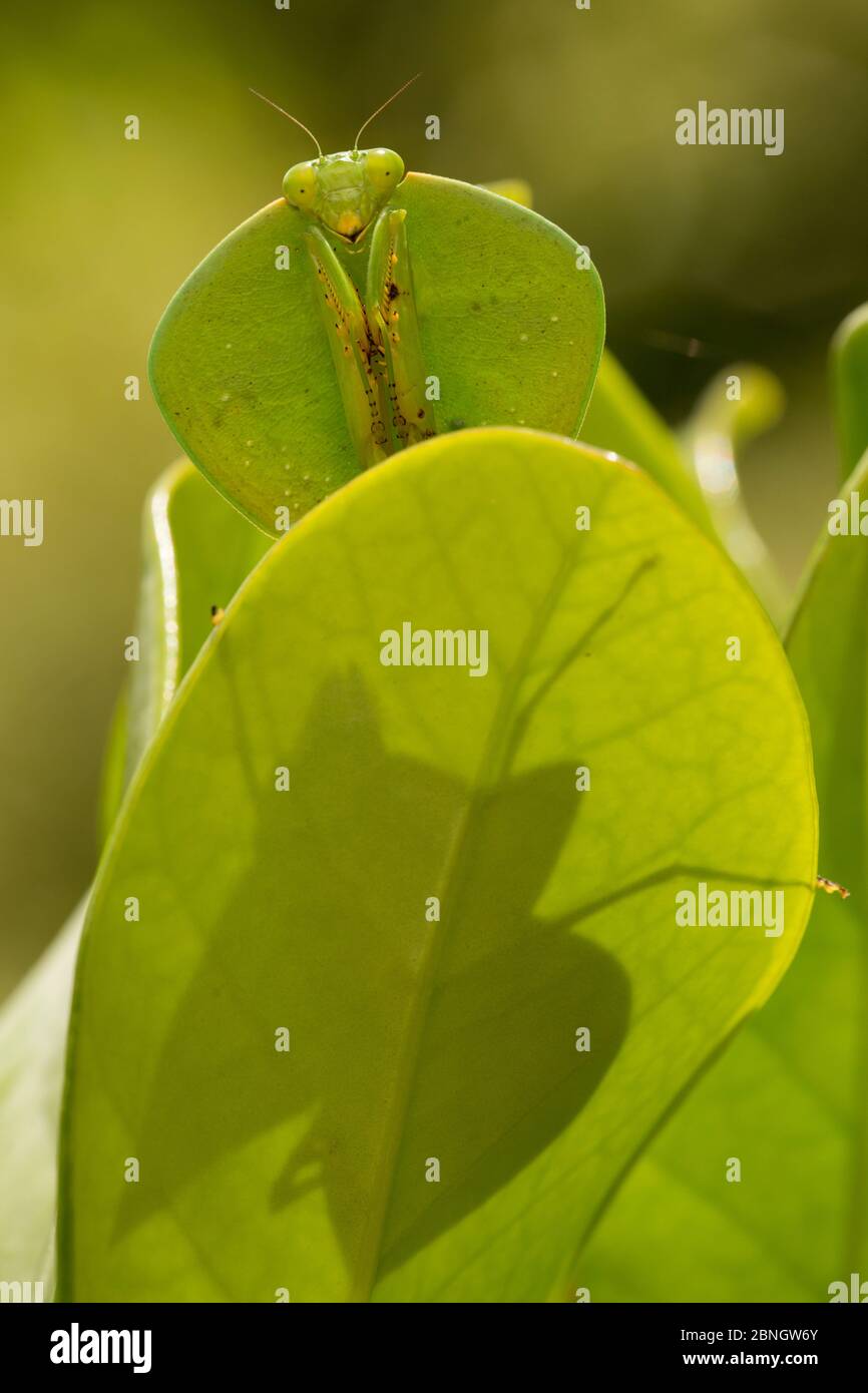 Hooded mantis (Choeradodis sp) displaying perfect camouflage behind ...