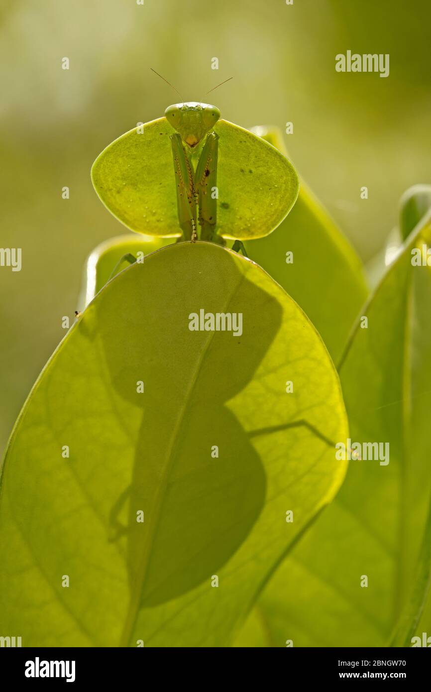 Hooded mantis (Choeradodis sp) displaying perfect camouflage behind ...