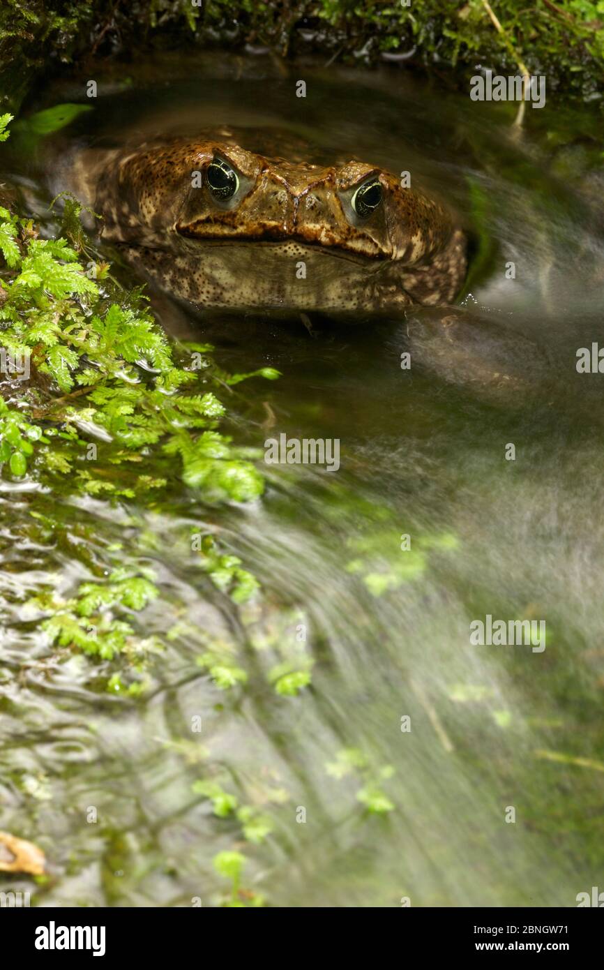 Marine toad (Bufo marinus) portrait sitting in small pond in tropical ...
