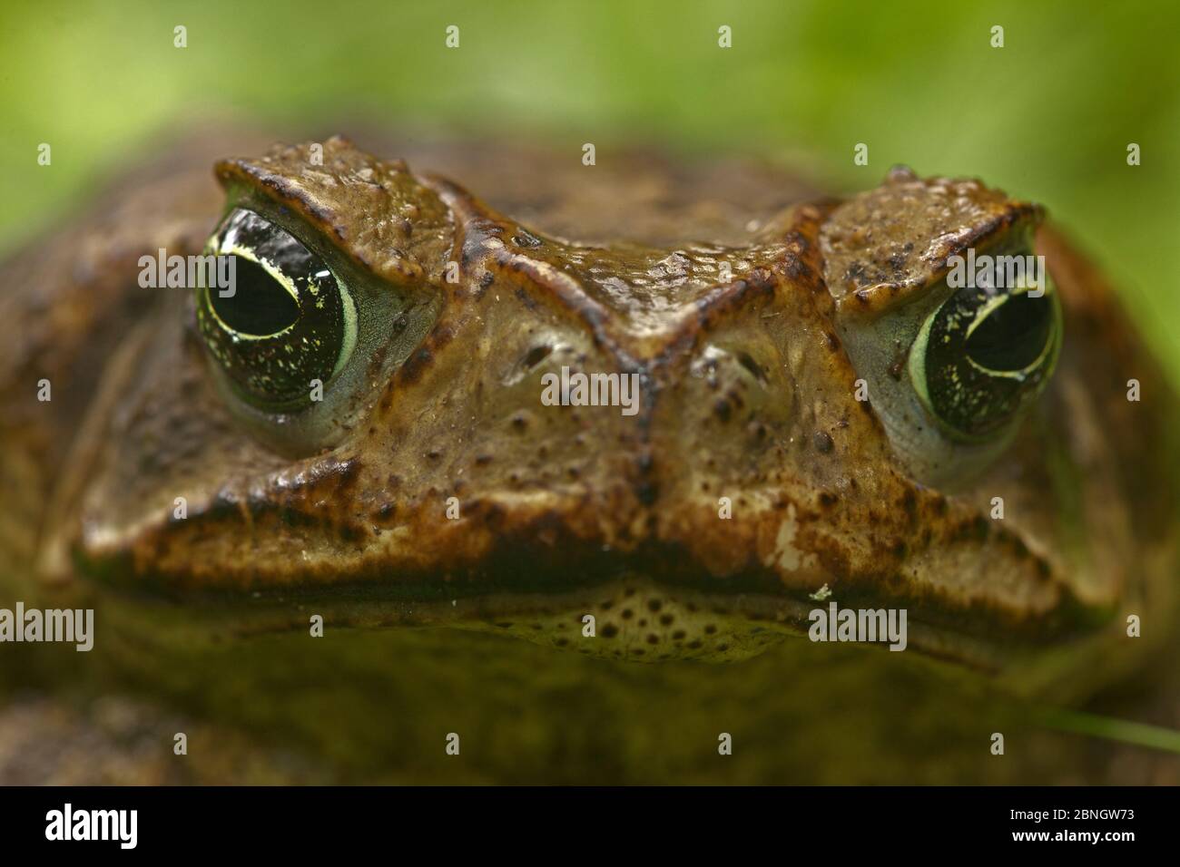 Marine toad (Bufo marinus) close up face portrait, Costa Rica Stock ...