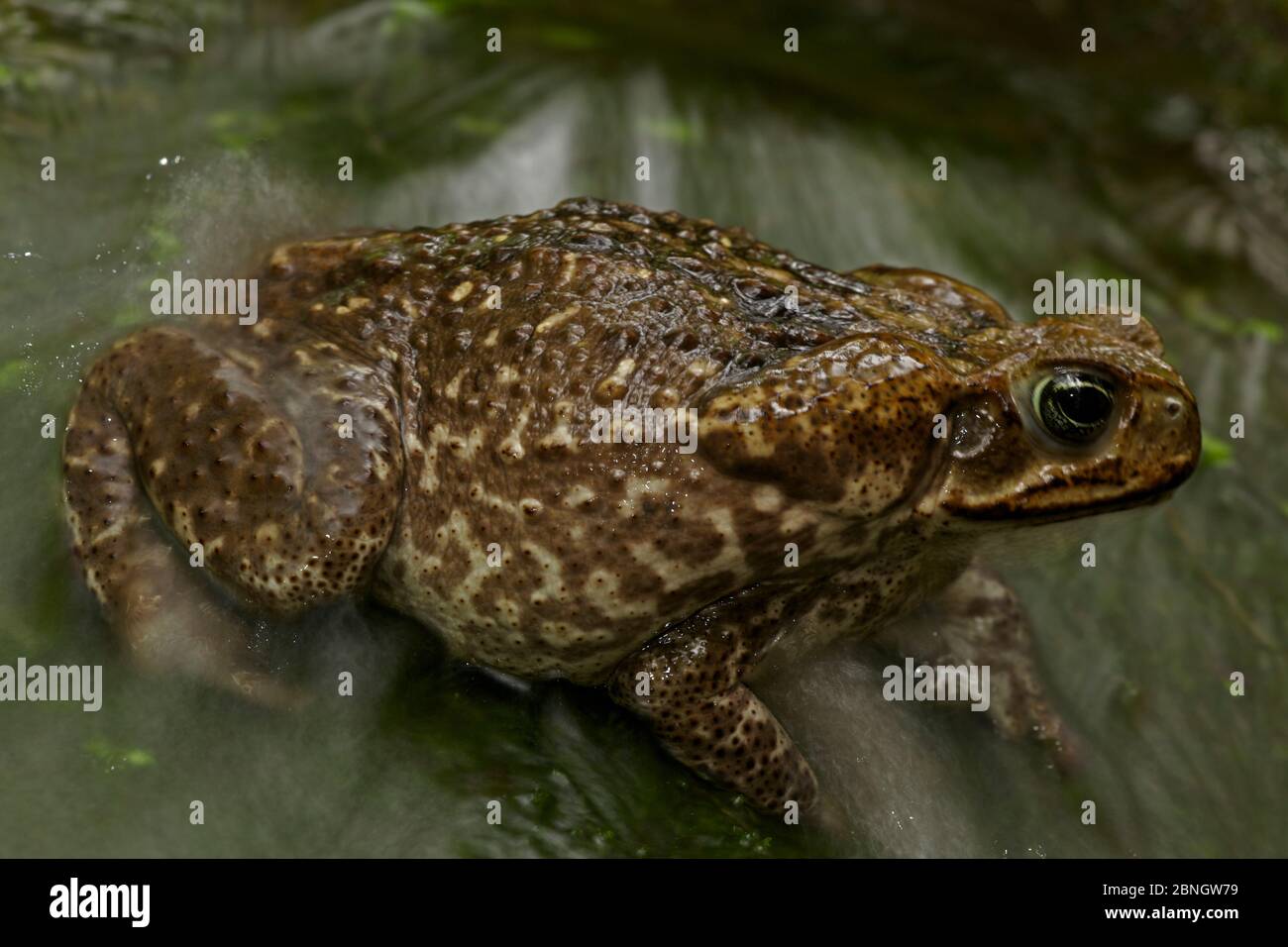 Rio viejo toad hi-res stock photography and images - Alamy