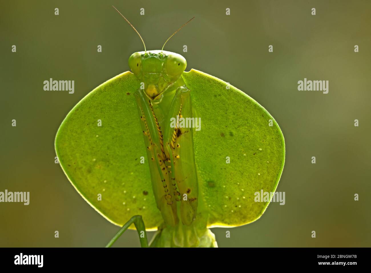 Hooded mantis (Choeradodis sp) head portrait, Costa Rica Stock Photo ...