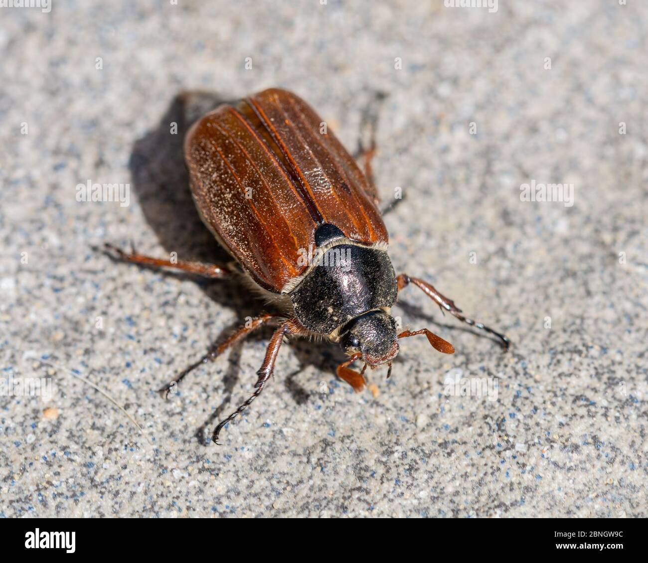 Melolontha stigma hi-res stock photography and images - Alamy