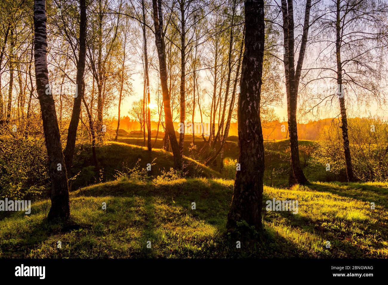 Sunrise or sunset in a spring birch forest with rays of sun shining ...