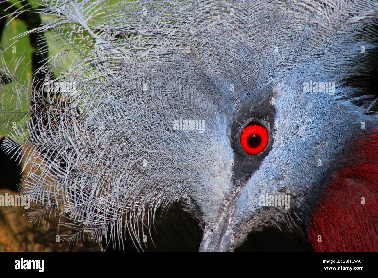 Bird upclose hi-res stock photography and images - Alamy