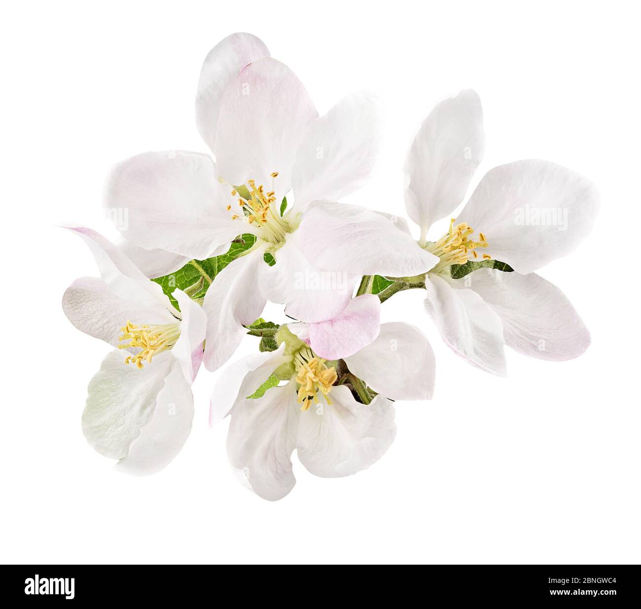 apple flower isolated on white background with clipping path Stock ...