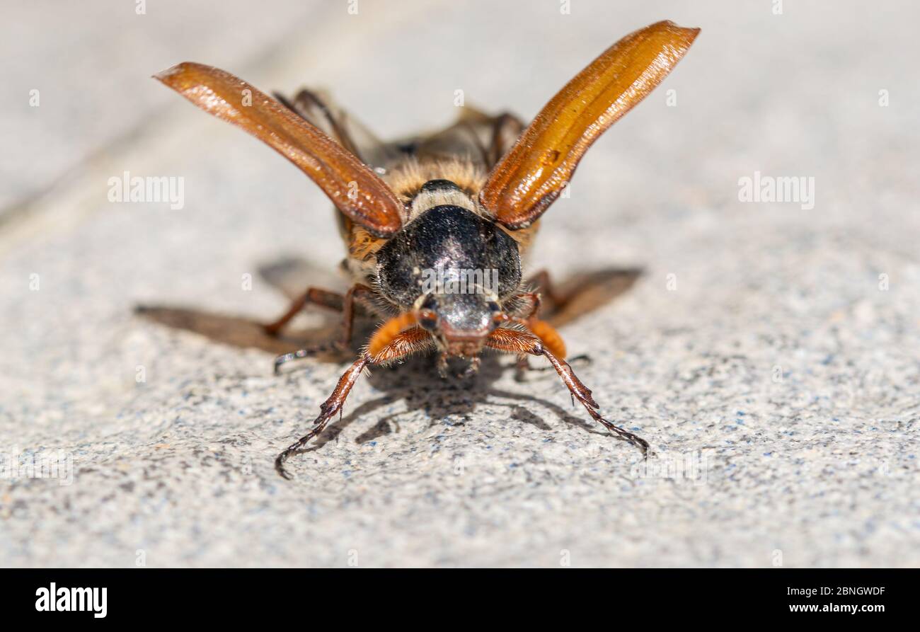 Melolontha stigma hi-res stock photography and images - Alamy