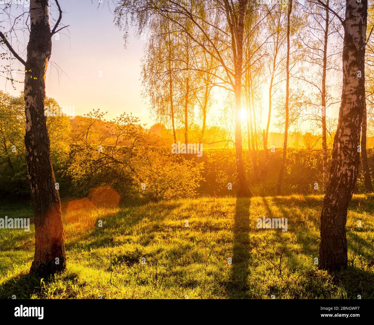 Sunrise or sunset in a spring birch forest with rays of sun shining ...
