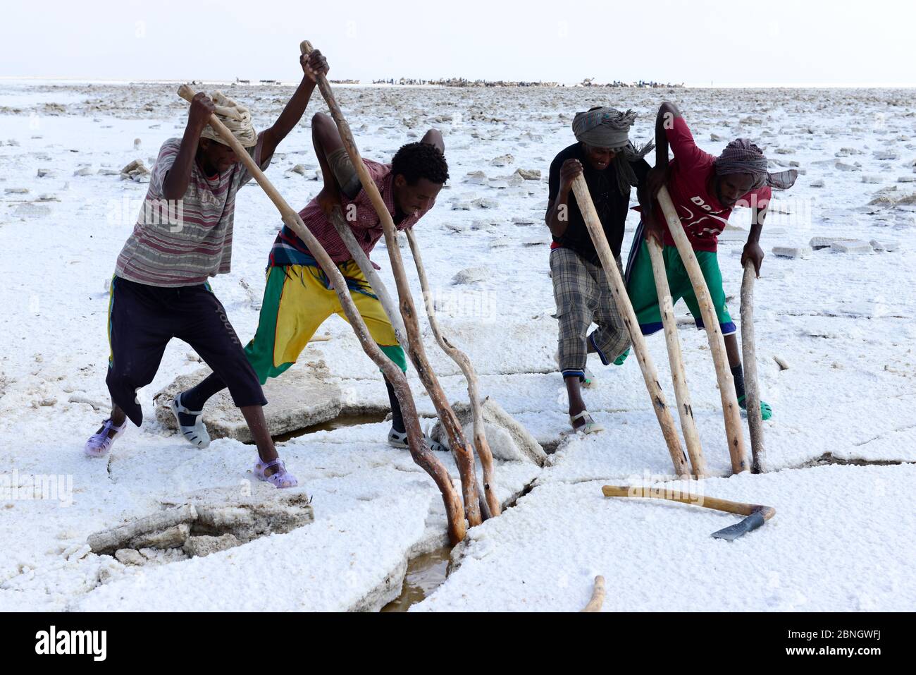 Salt extraction at Lake Assale in the Danakil depression, Afar men ...