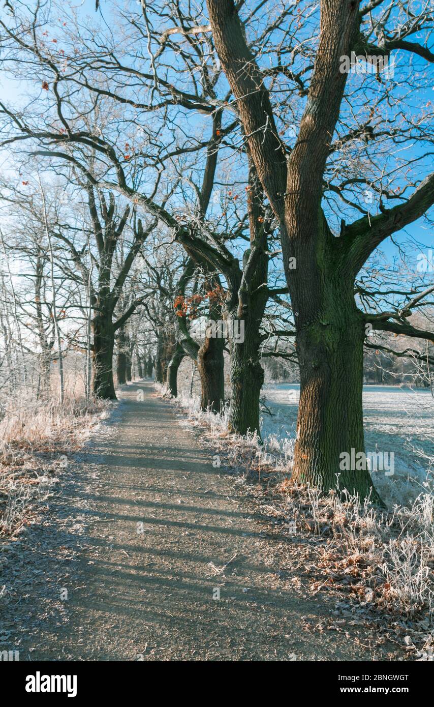 Morning frozen path and meadow with trees. Winter landscape, Czech ...
