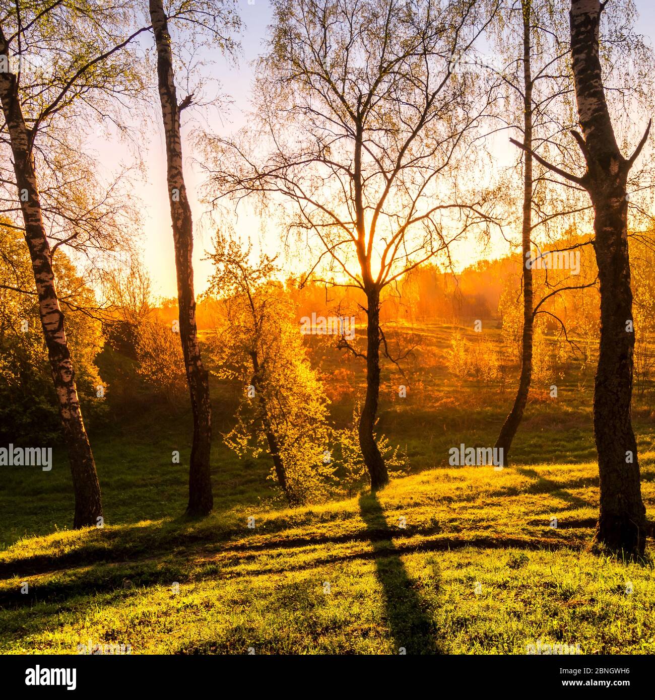 Sunrise or sunset in a spring birch forest with rays of sun shining ...
