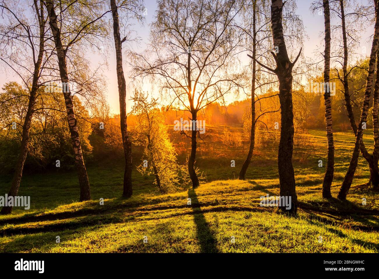 Sunrise or sunset in a spring birch forest with rays of sun shining ...