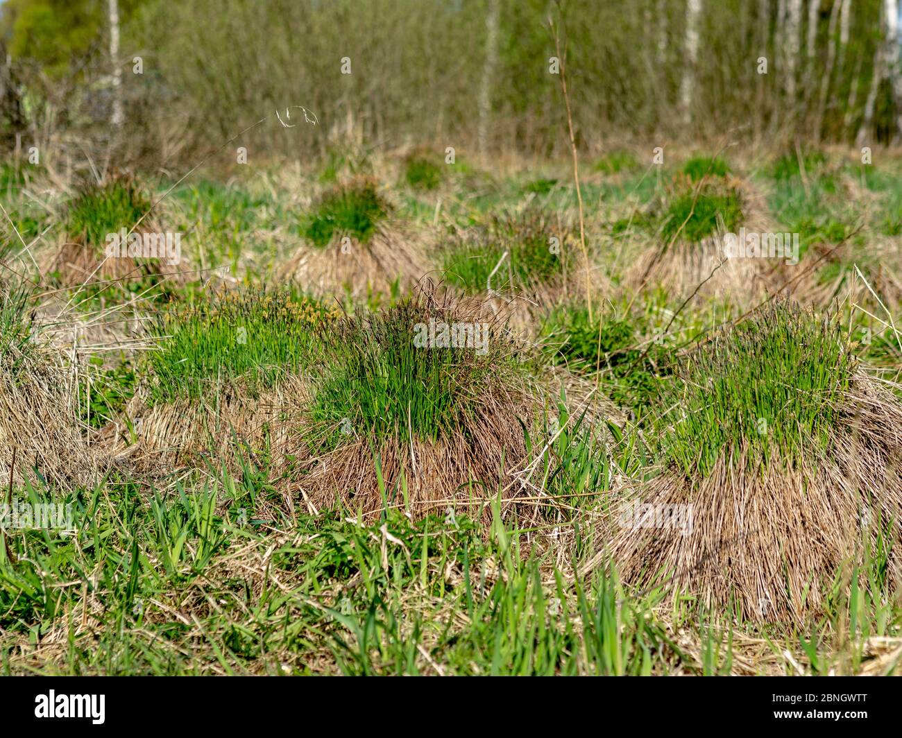 picture with carex acuta, commonly known as common sedge, black sedge ...