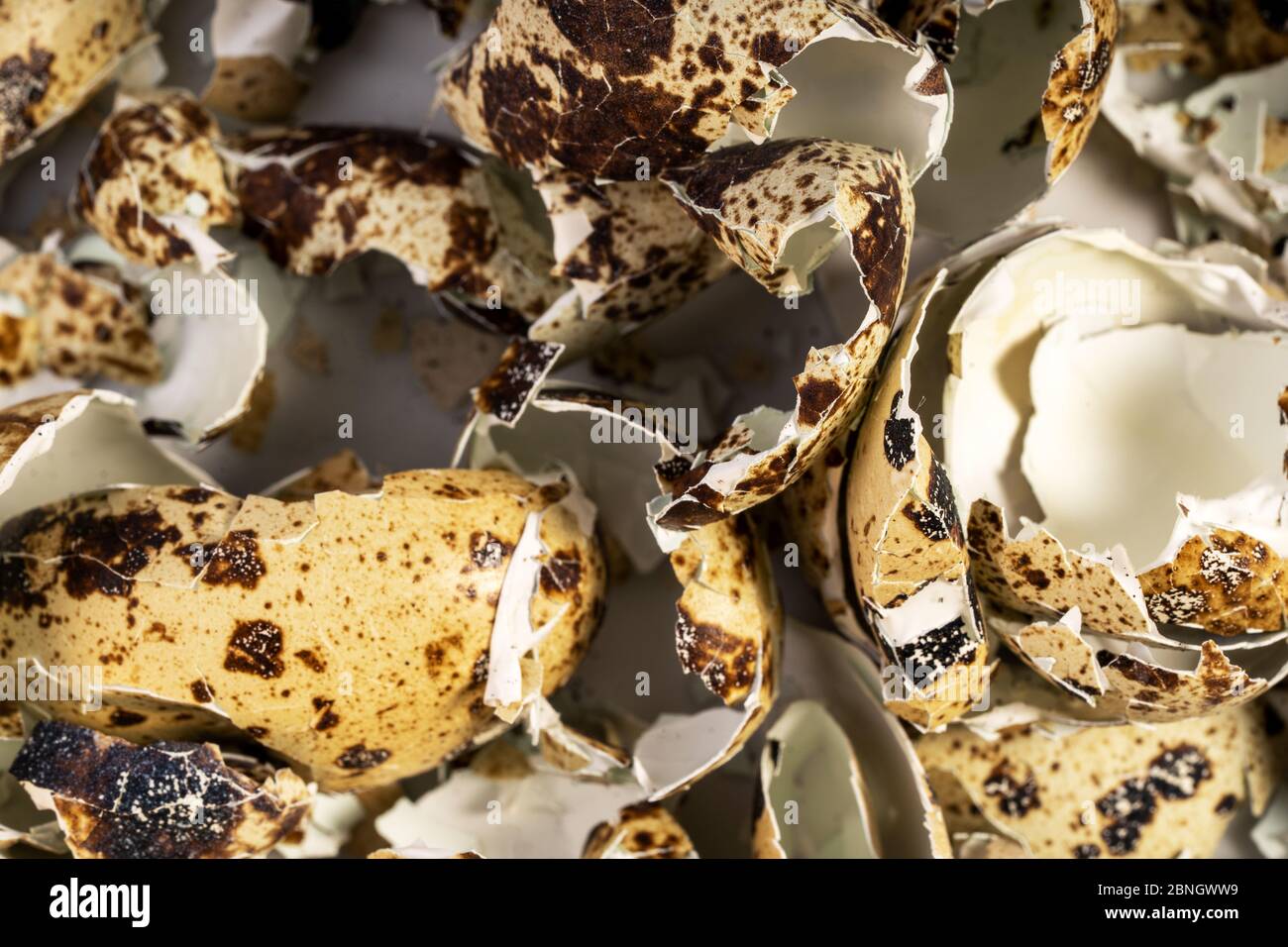 Broken speckled quail egg shell, cracked eggshell background. Quail ...