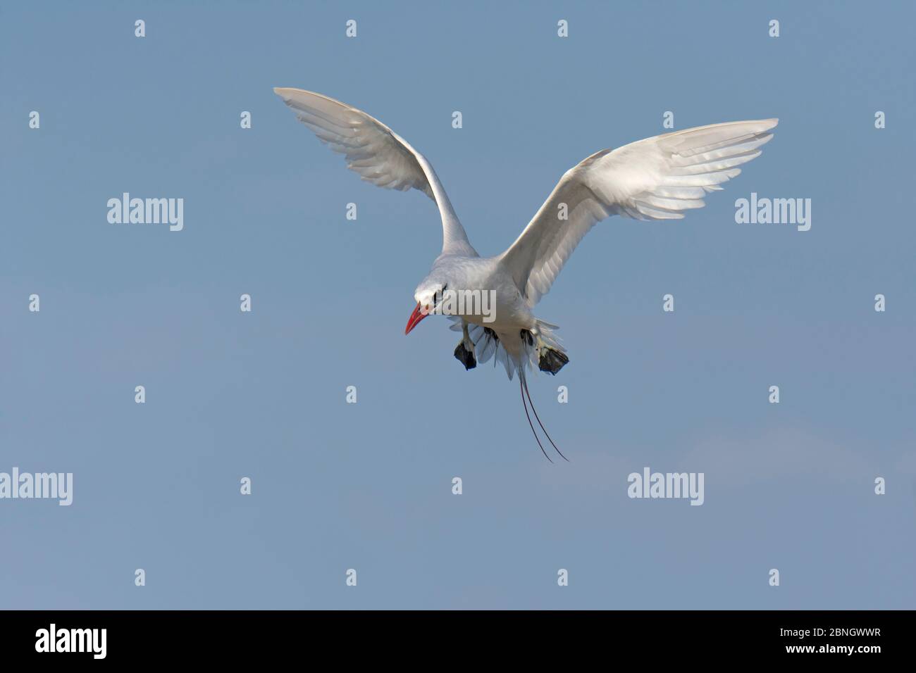 Red-tailed Tropicbird (Phaethon rubricauda) flying portrait, Nosy Ve ...