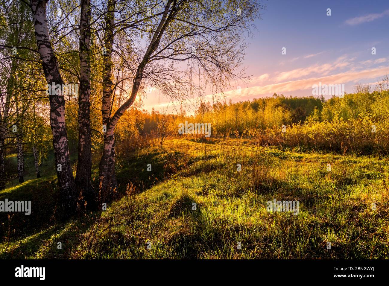 Sunrise or sunset in a spring birch forest with rays of sun shining ...