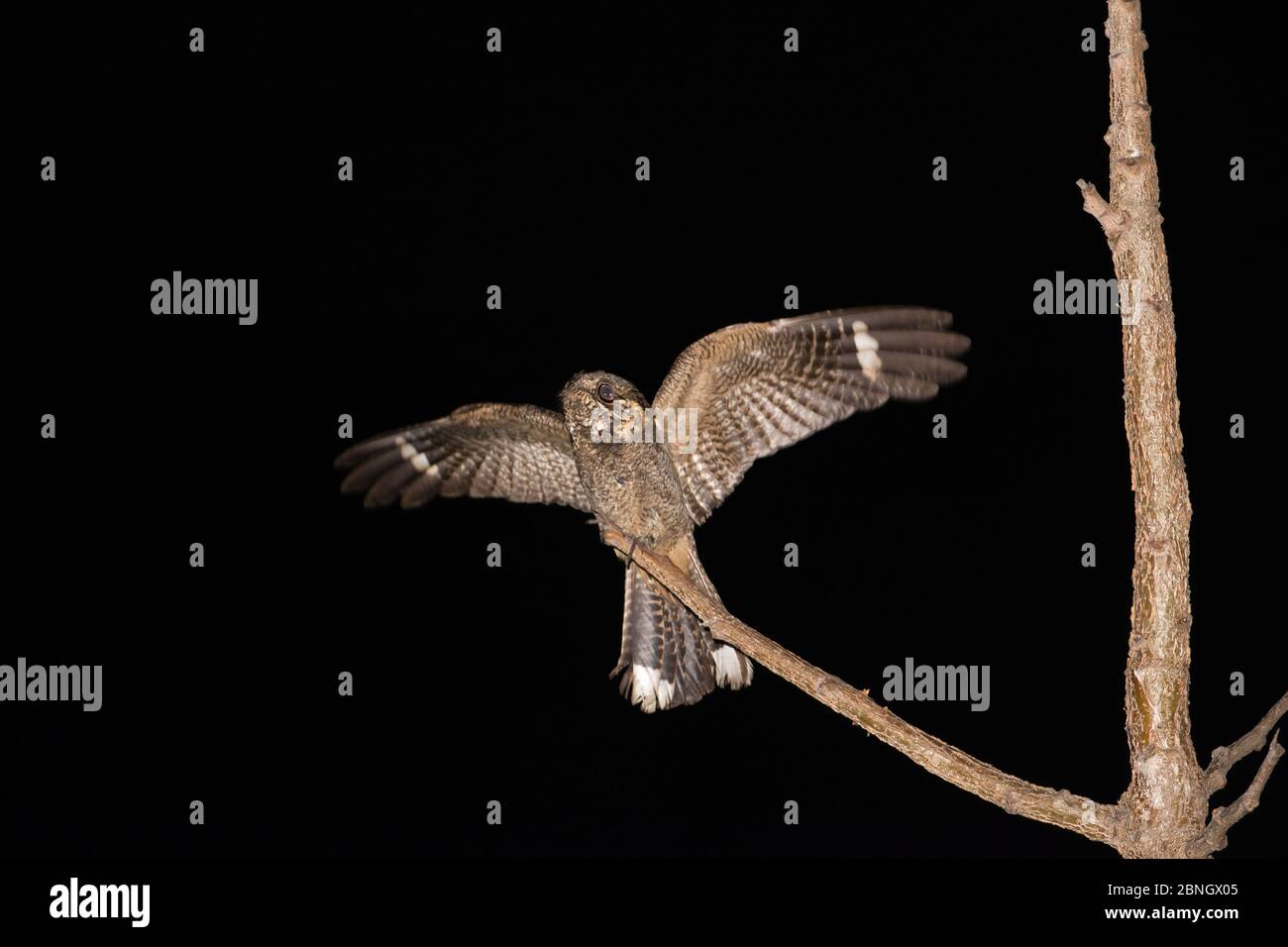 Mangily High Resolution Stock Photography and Images - Alamy