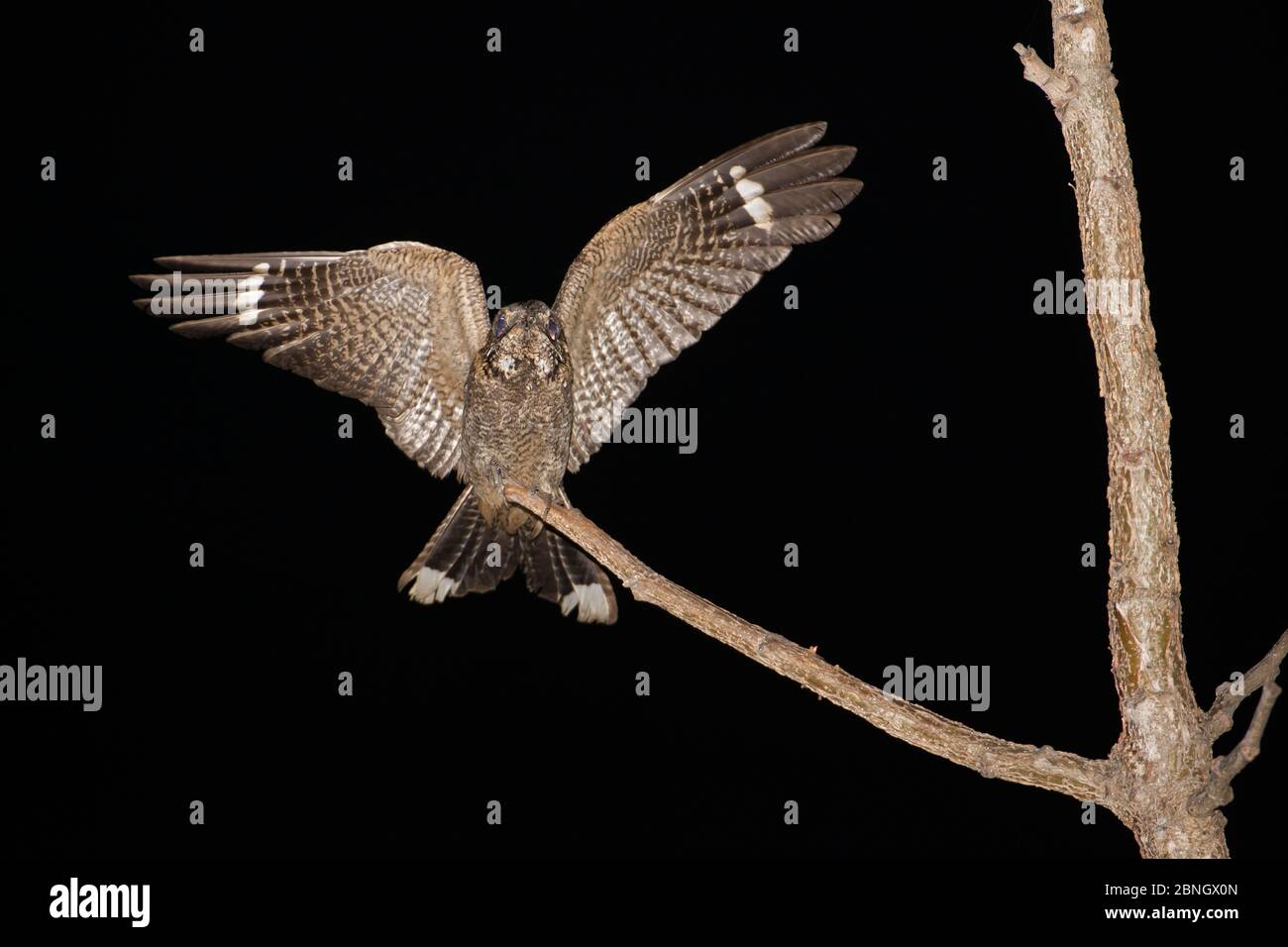 Mangily High Resolution Stock Photography and Images - Alamy