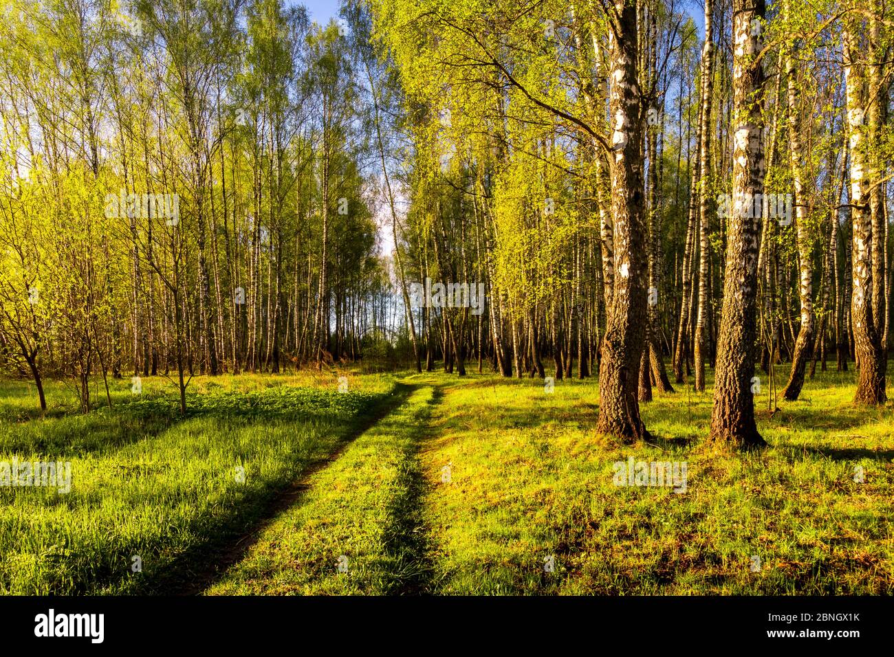 Sunrise or sunset in a spring birch forest with young green leaves and ...