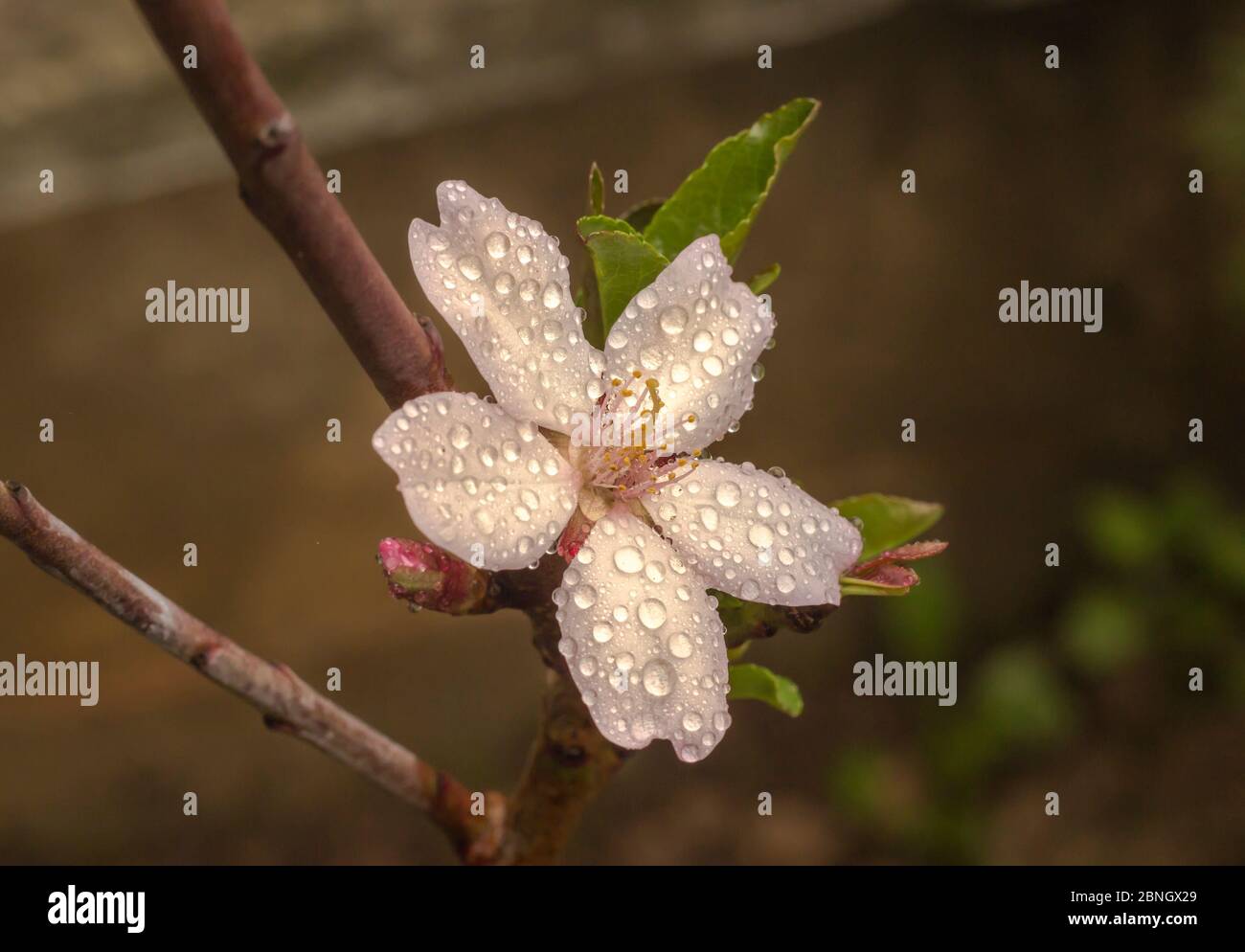 Almond garden hi-res stock photography and images - Alamy