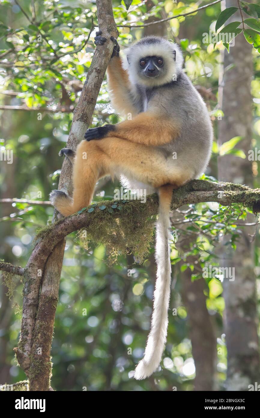 Diademed Sifaka (Propithecus diadema), Andasibe-Analamazaotra SR ...