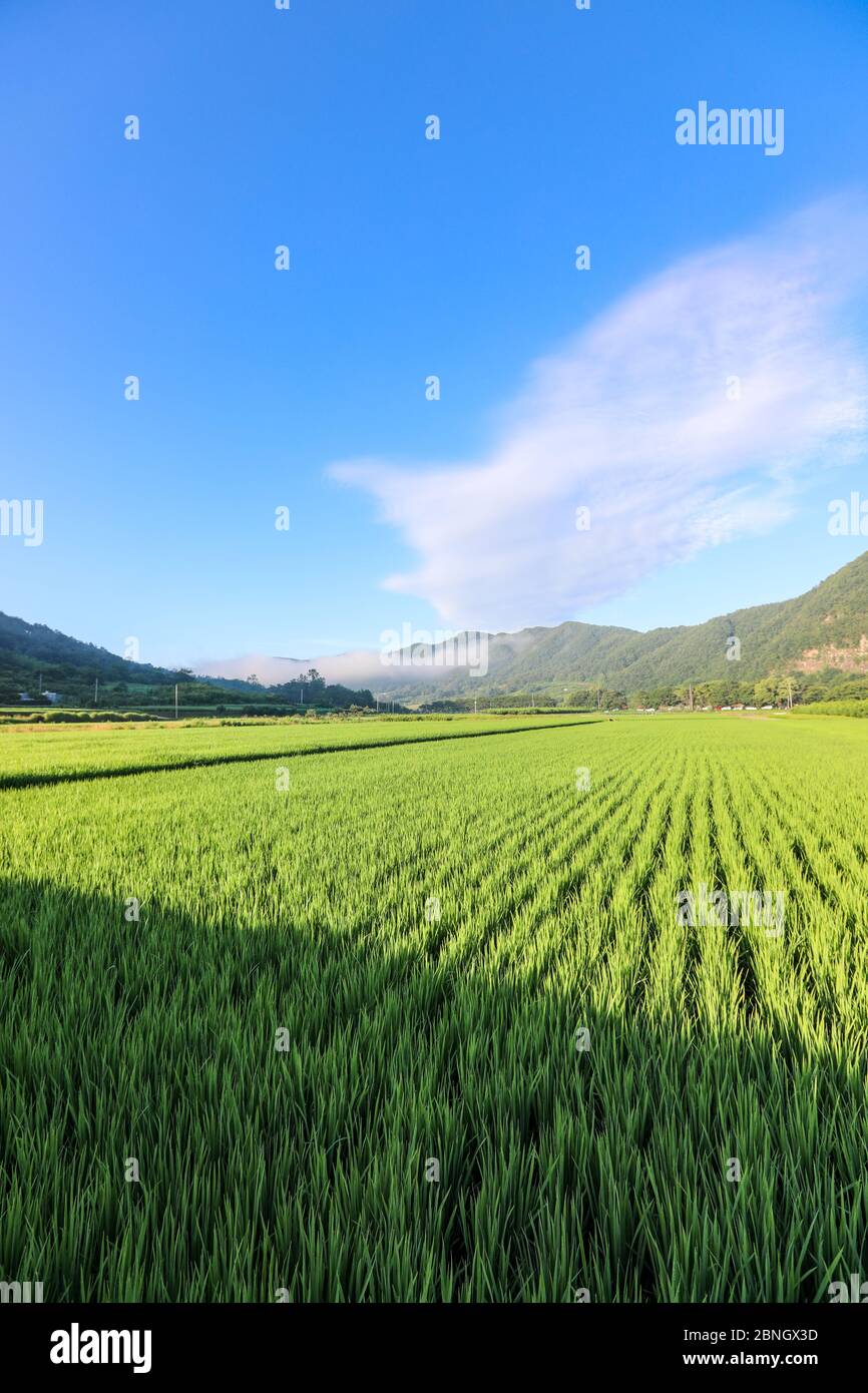 Rice field korean hi-res stock photography and images - Alamy