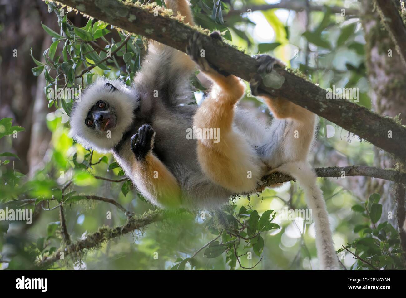 Diademed Sifaka (Propithecus diadema) hanging from tree branch ...