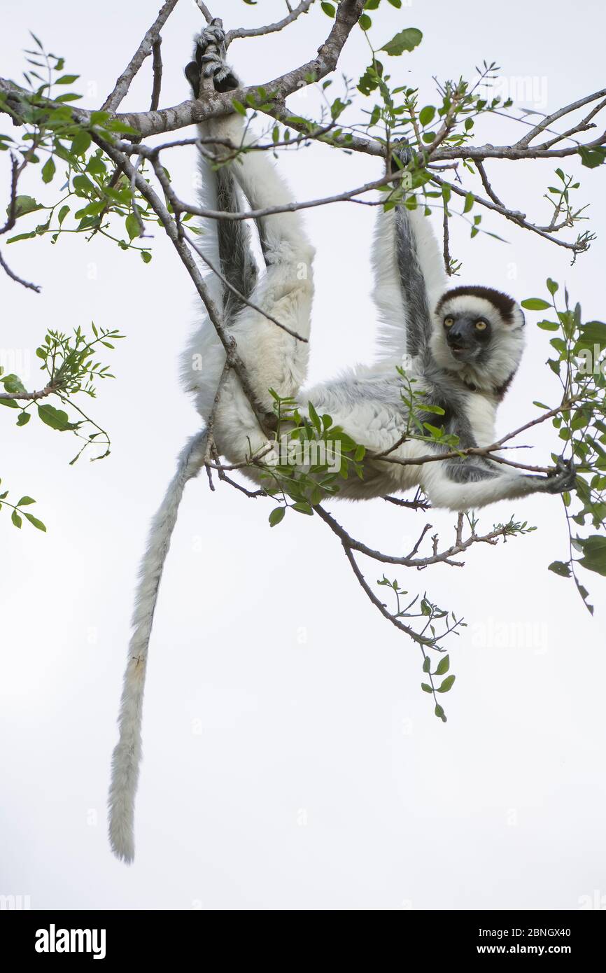Verreaux's sifaka (Propithecus verreauxi) hanging from branch, Zombitse ...