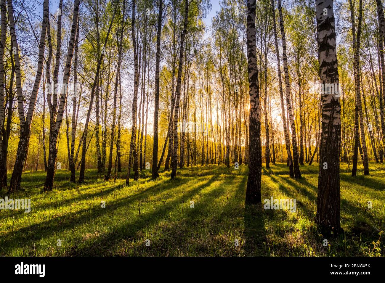 Sunrise or sunset in a spring birch forest with rays of sun shining ...