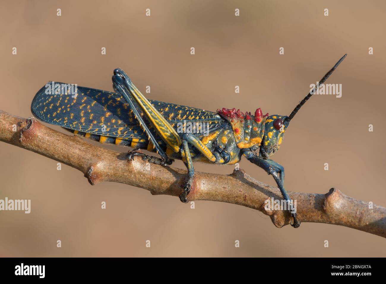 Rainbow Milkweed locust (Phymateus saxosus) near Tsaranoro massif ...