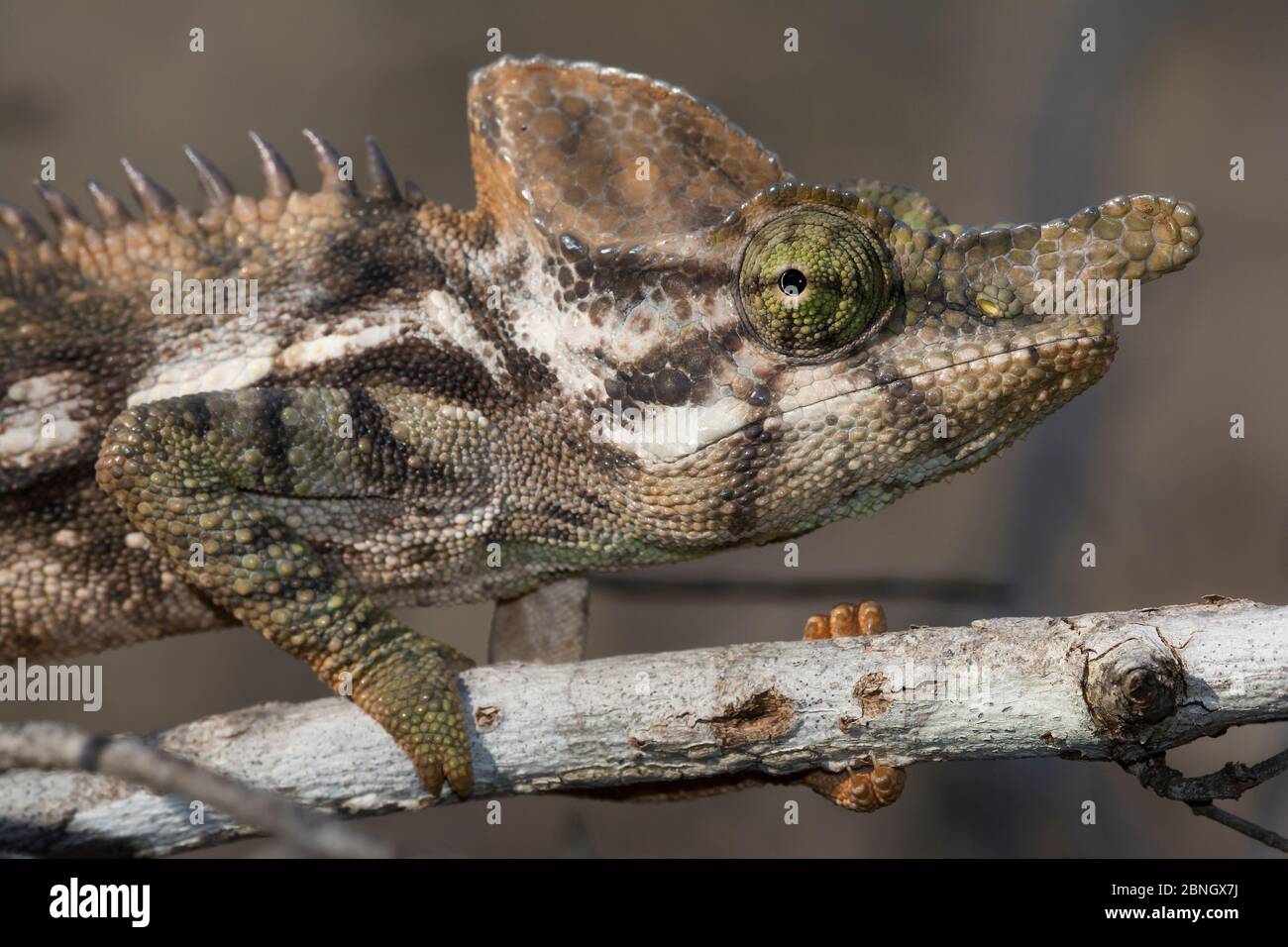 Horned spiny backed chameleon hi-res stock photography and images - Alamy