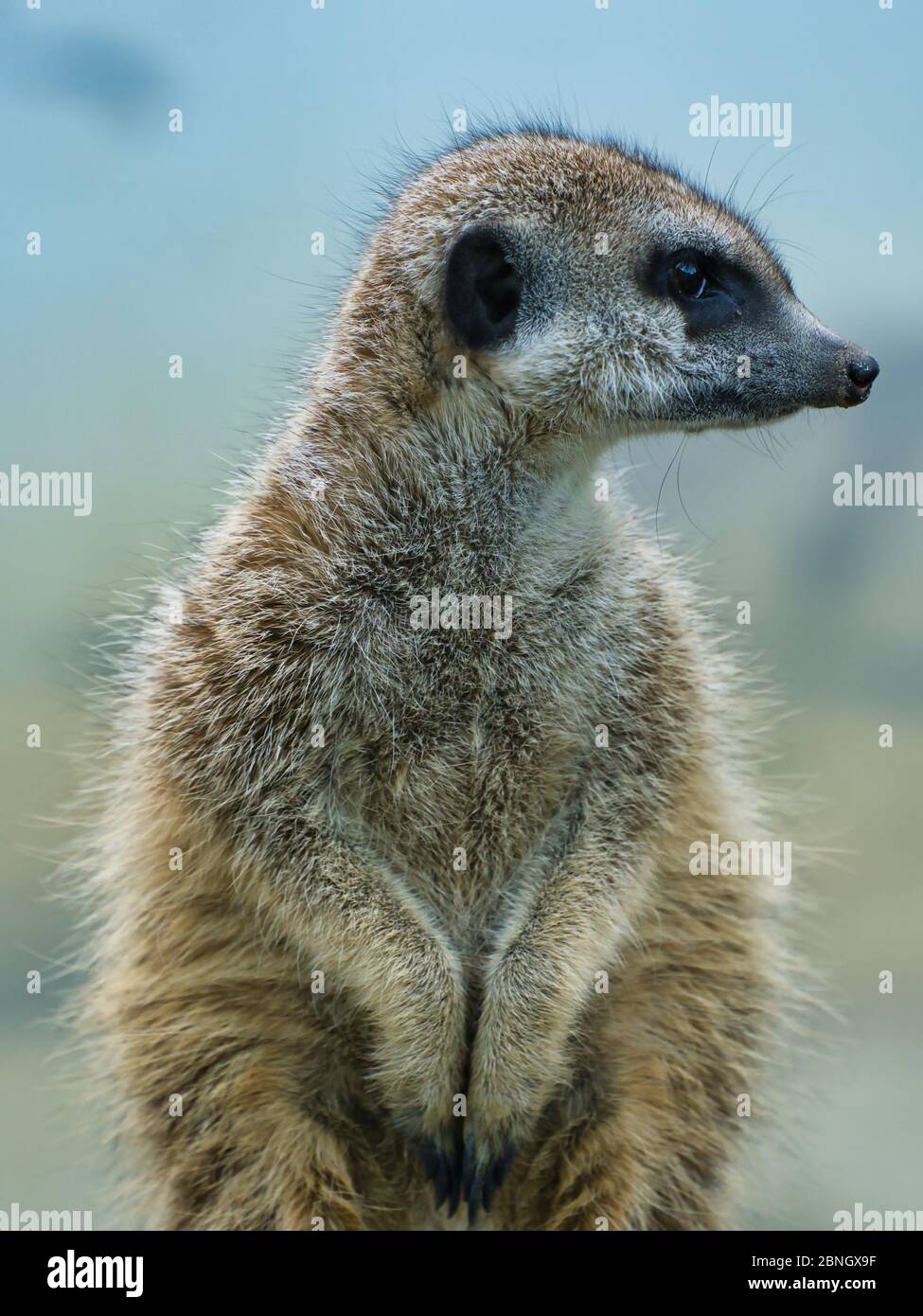 Cute suricate portrait Stock Photo - Alamy