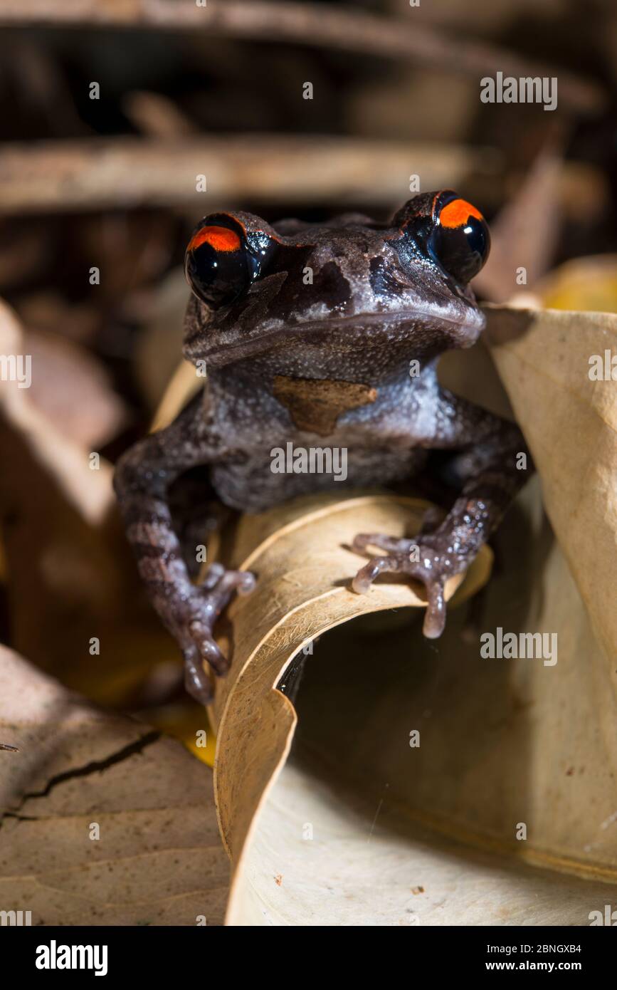 Thai spadefoot toad (Leptobrachium hendricksoni) Thailand Stock Photo ...