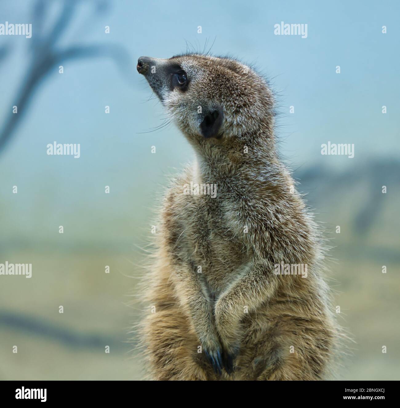 Cute suricate portrait Stock Photo - Alamy