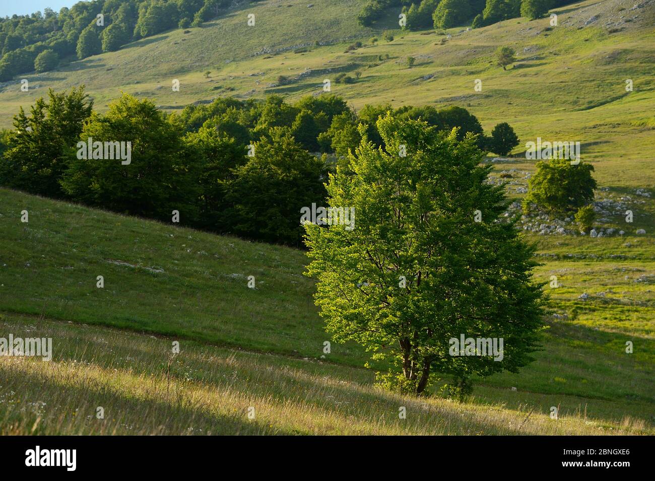 Central Apennines Rewilding Area, Lazio e Molise National Park, Abruzzo ...