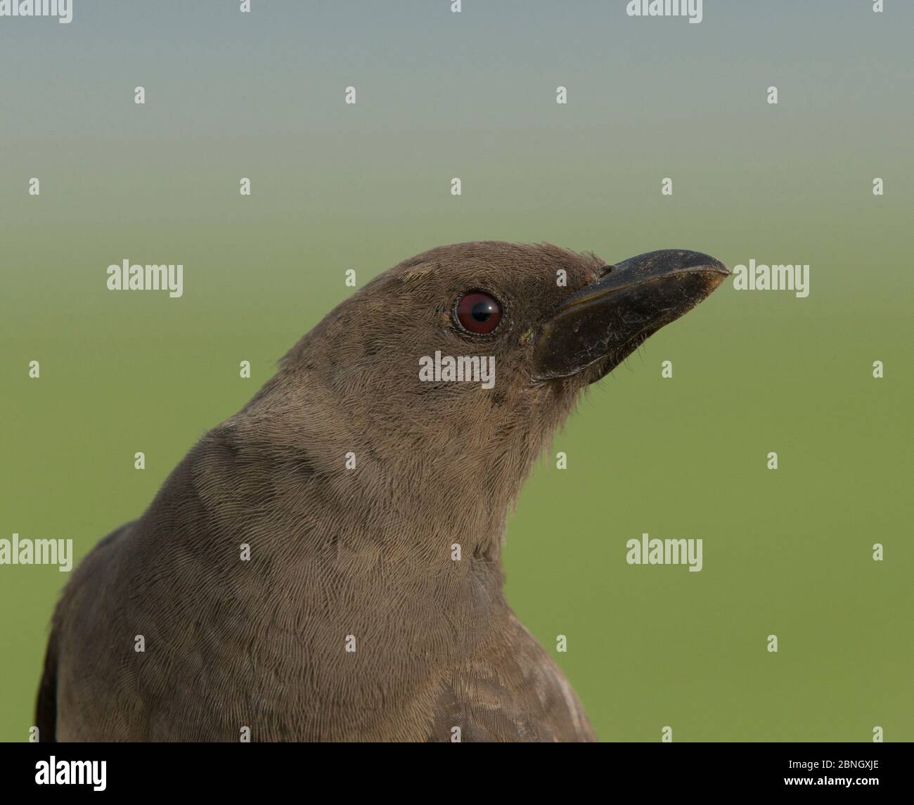 Yellow-billed oxpecker (Buphagus africanus) female, Ngorongoro Crater ...